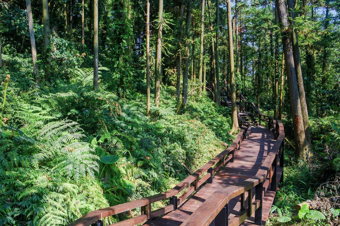 Longmei Trail | Alishan National Scenic Area